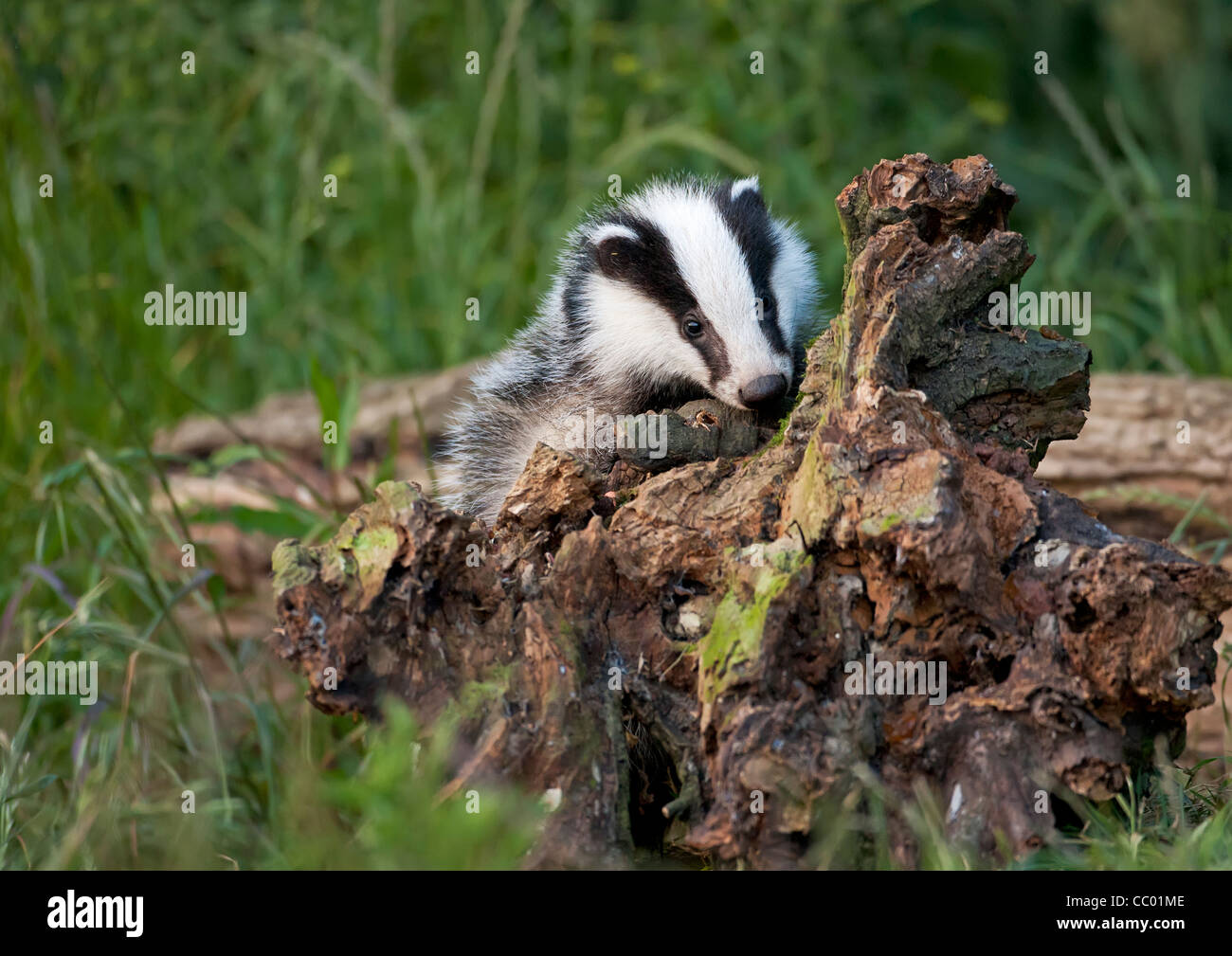 Log Cub High Resolution Stock Photography and Images - Alamy