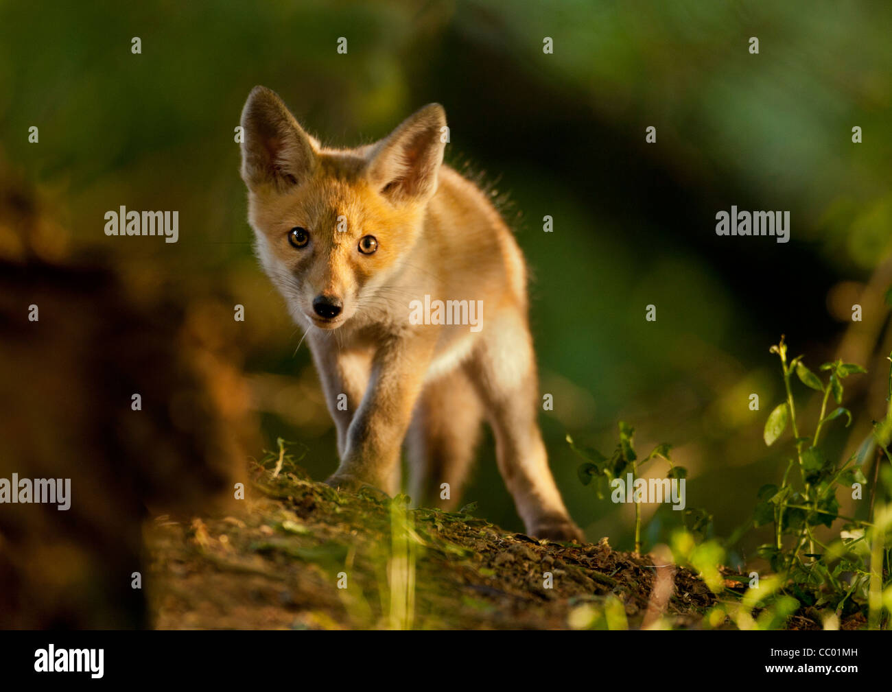 Fox cub in dappled light Stock Photo - Alamy