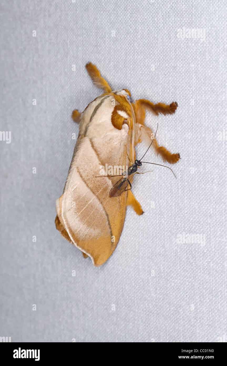 Moth bug insect hi-res stock photography and images - Alamy