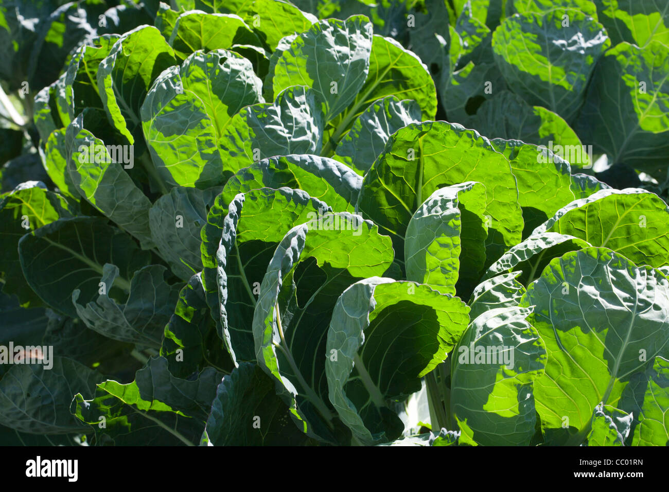 Winter greens growing in a field Stock Photo - Alamy