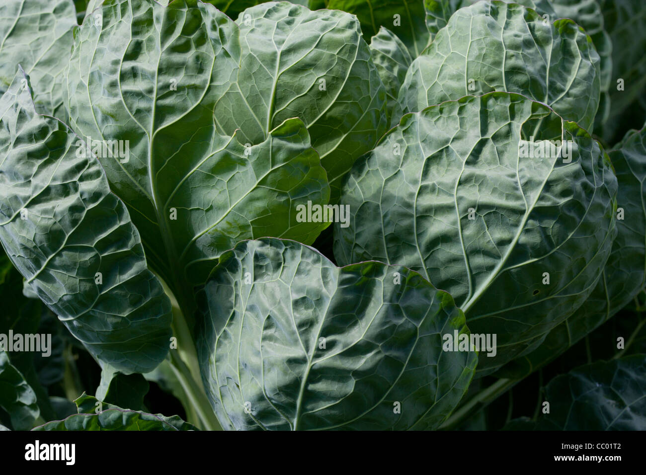 Winter greens growing in a field Stock Photo - Alamy