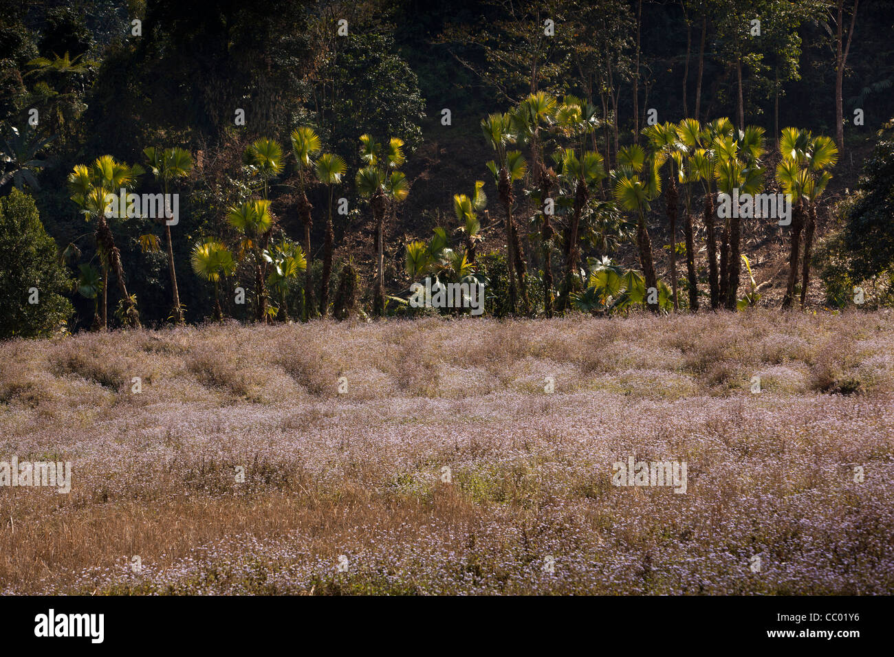India, Arunachal Pradesh, Daporijo, Upper Subansiri, Toku Patta plants ...
