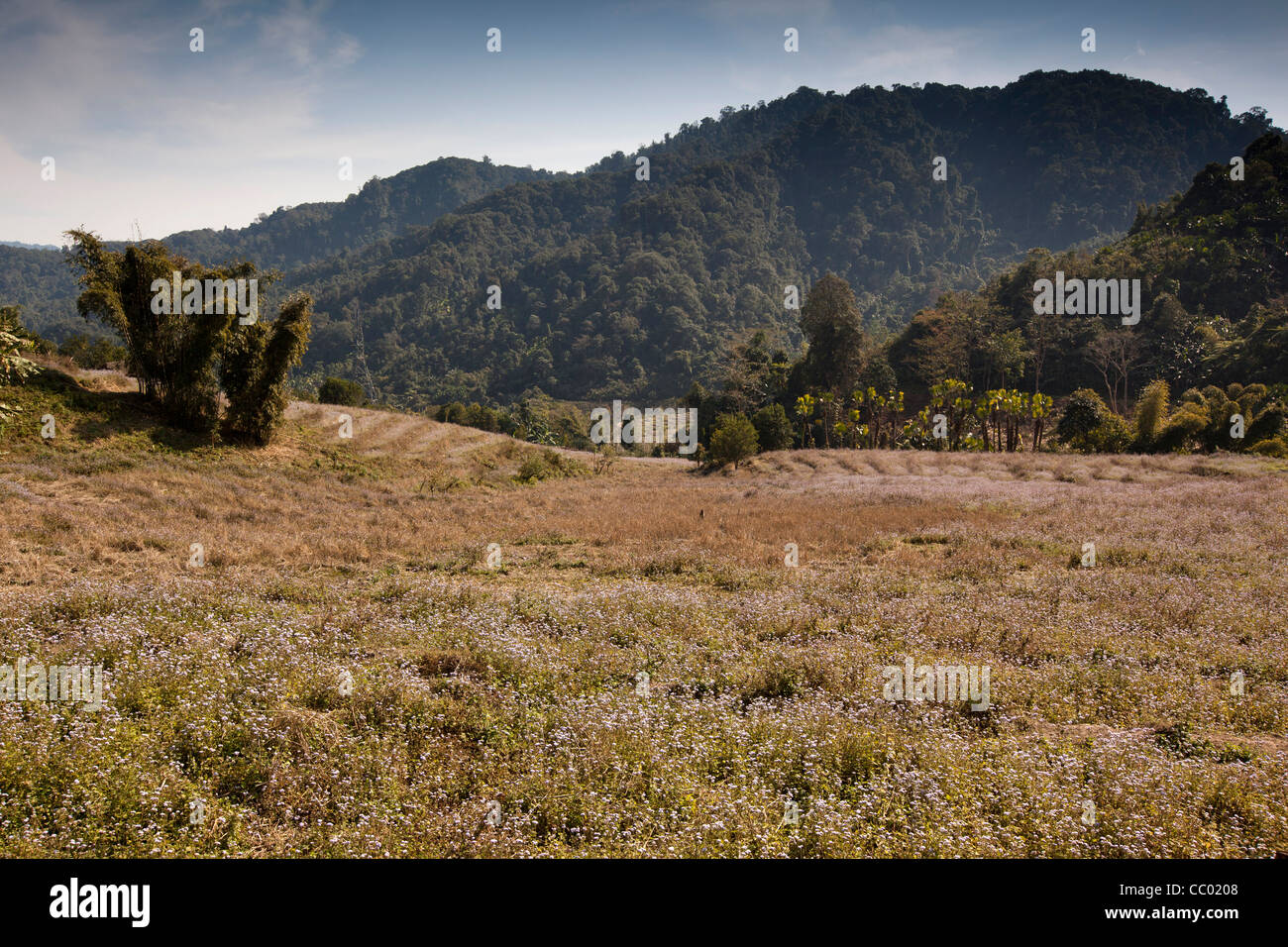 India, Arunachal Pradesh, Daporijo, Upper Subansiri area, field fill of ...