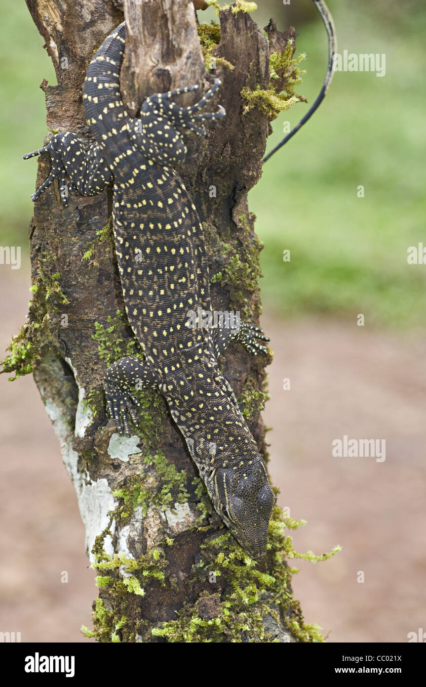 Juvenile of monitor lizard seen foraging in the periyar tiger reserve ...
