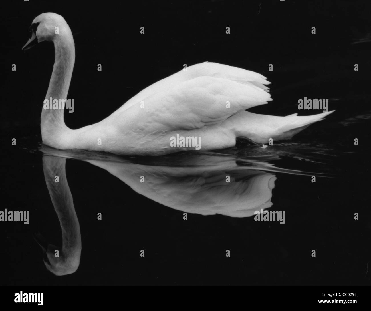 A swan with reflection Stock Photo - Alamy