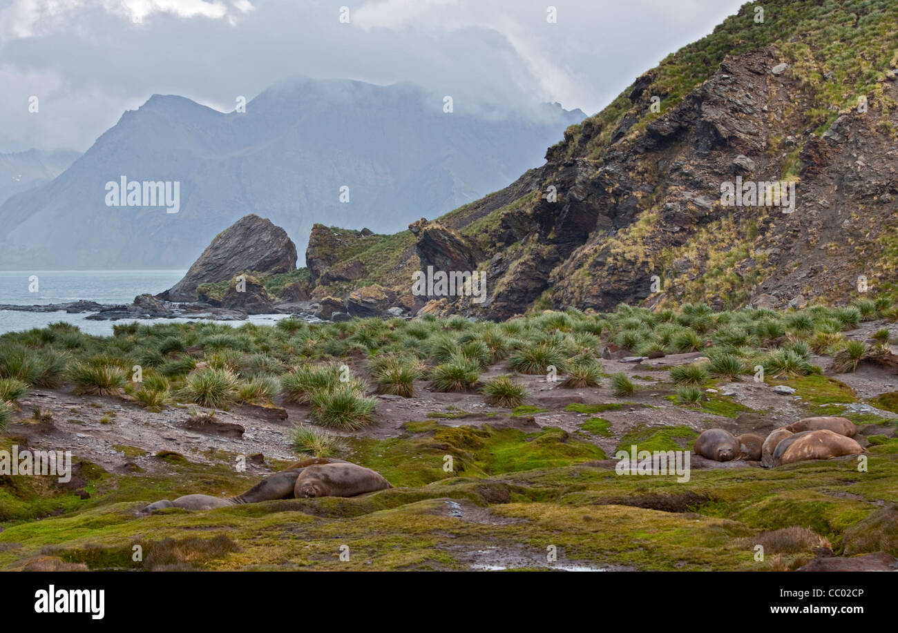 Moltke harbor elephant hi-res stock photography and images - Alamy