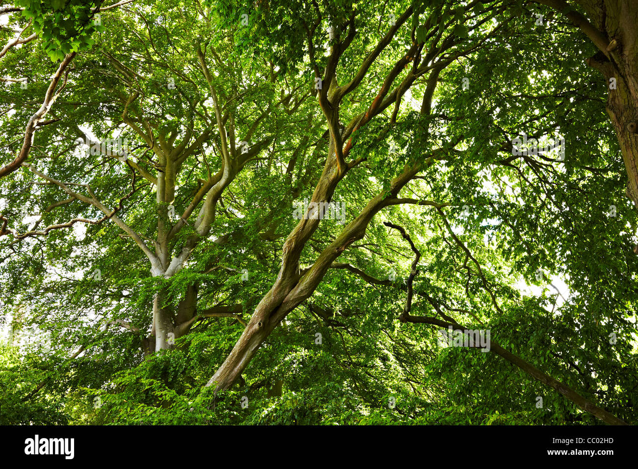 Thick forest of beech tree in summer season Stock Photo - Alamy