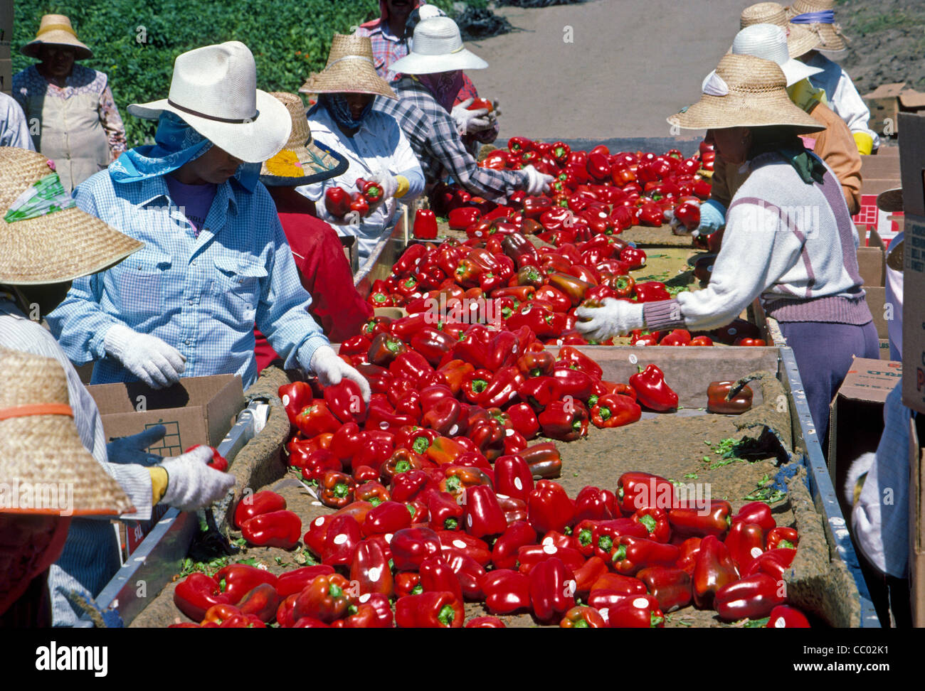 Migrant farm workers sort and pack red bell peppers in a field on a ...