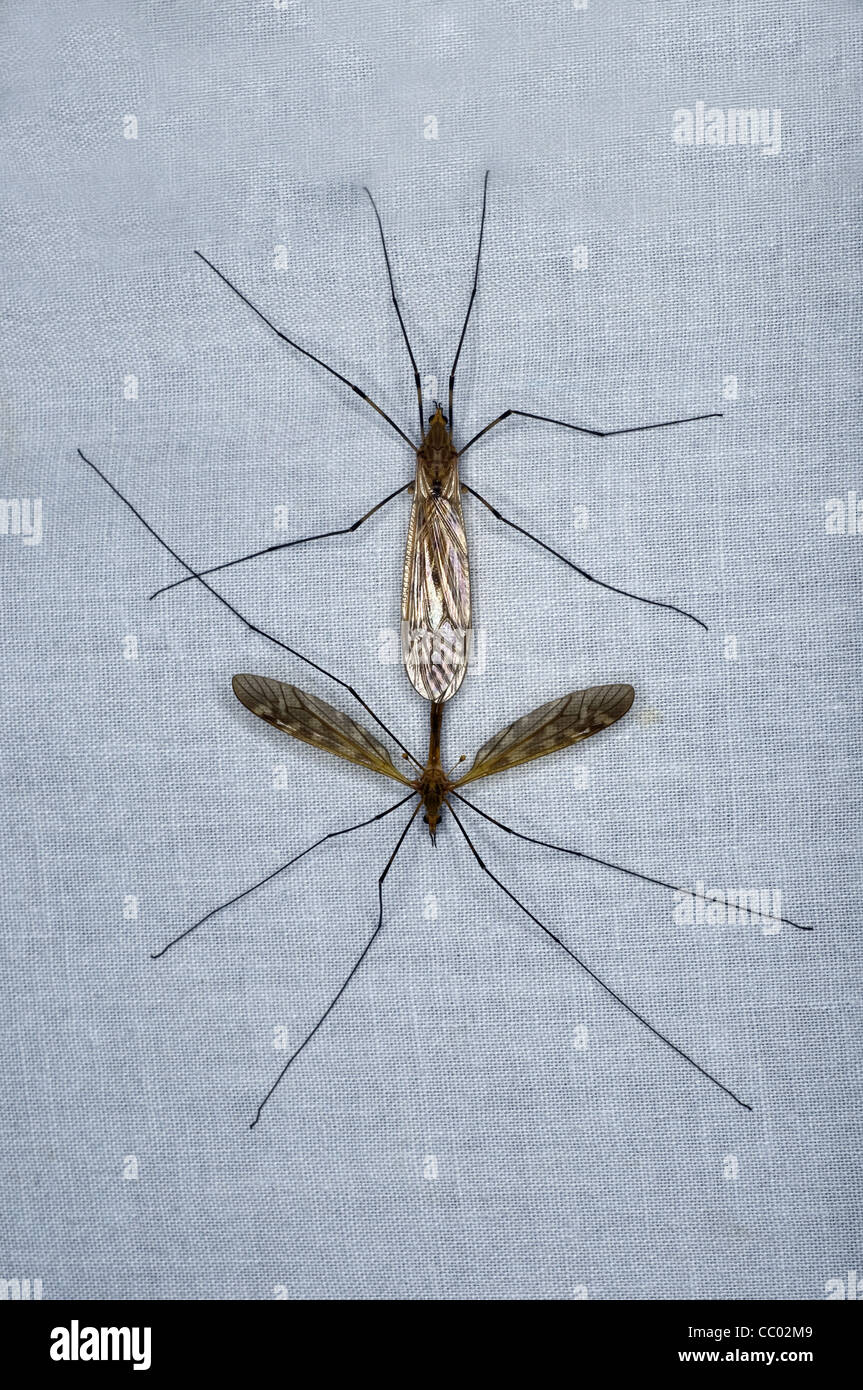 Mayfly mating Stock Photo - Alamy