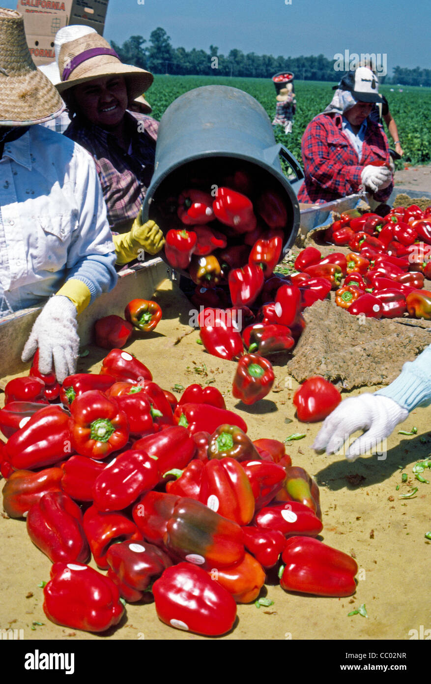 Migrant farm workers sort and pack red bell peppers in a field on a ...