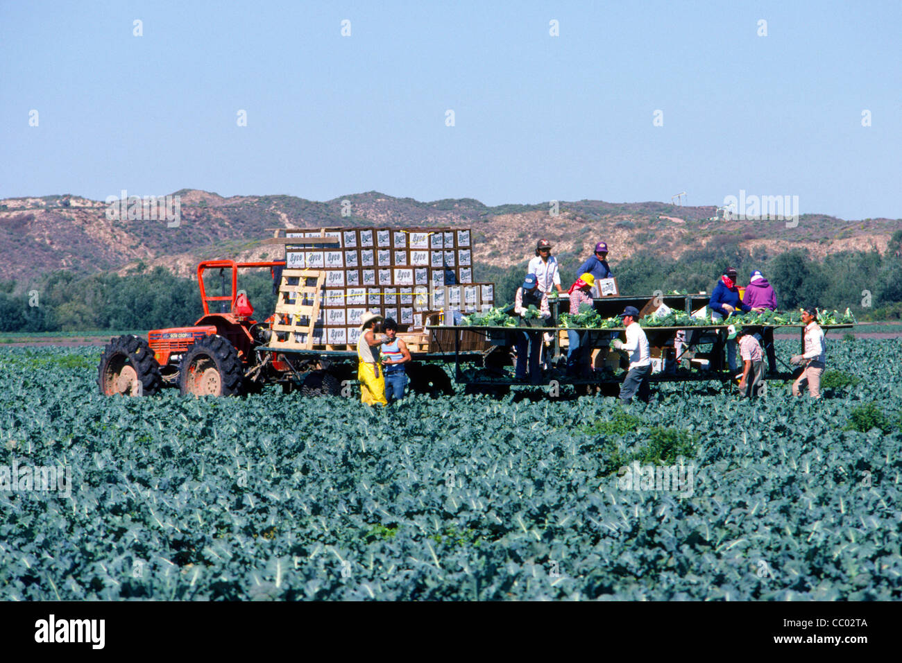Migrant farm workers harvest and pack broccoli into shipping boxes in a ...