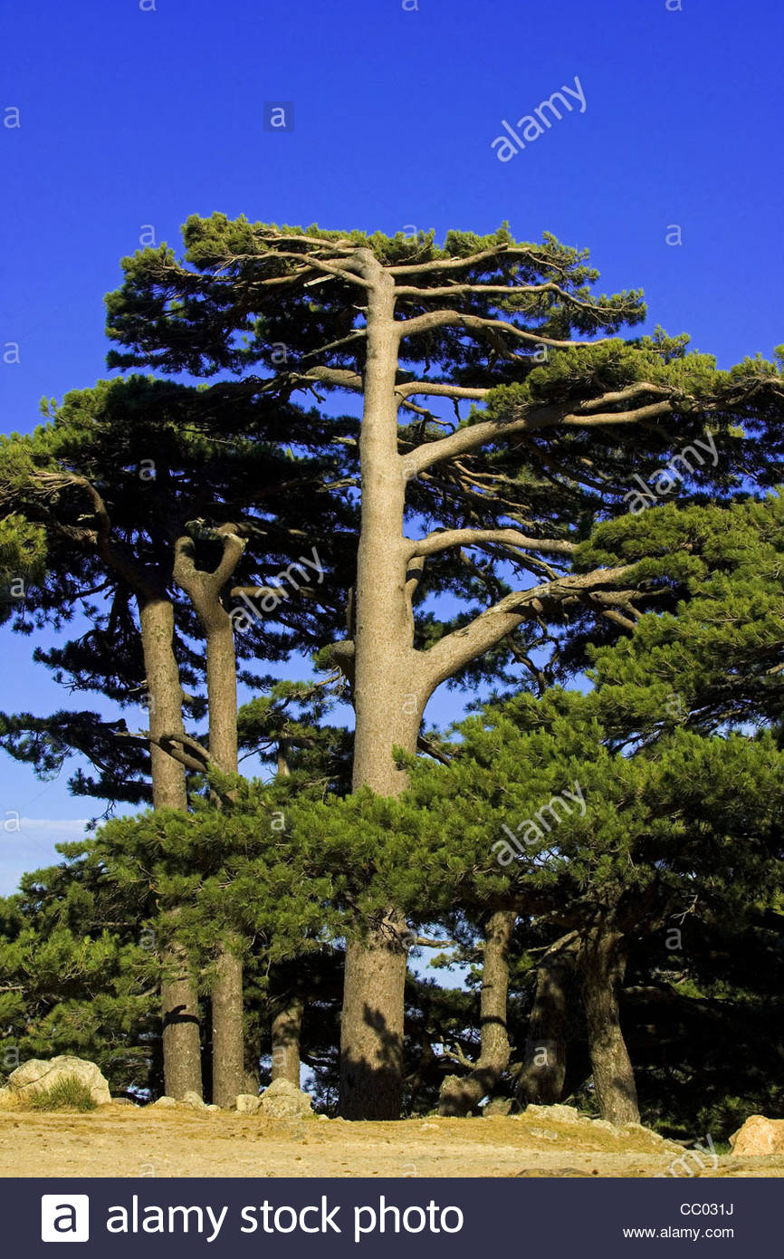 Laricio Pine Stock Photos & Laricio Pine Stock Images - Alamy
