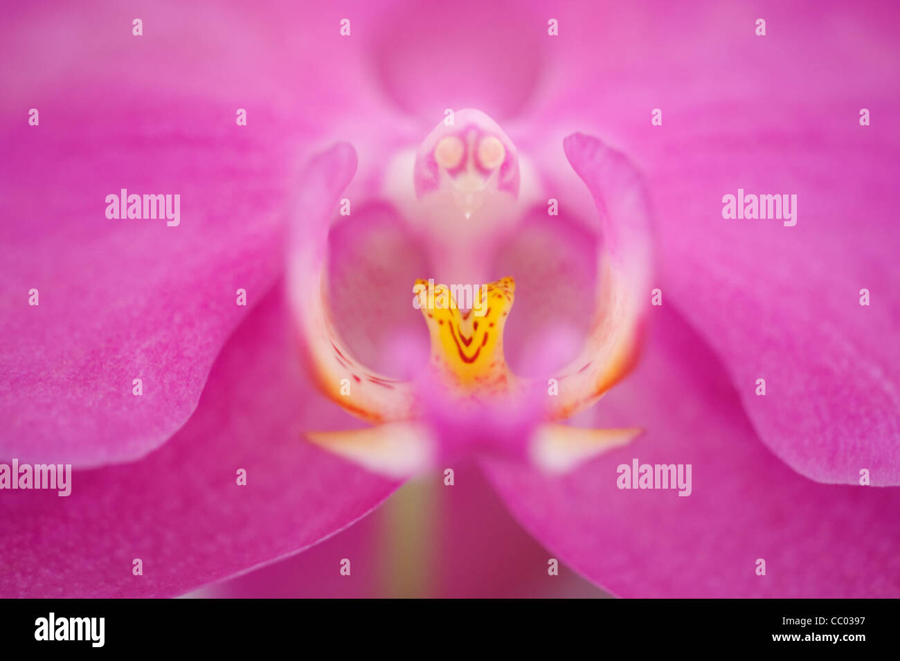 Stigma Stock Photos & Stigma Stock Images - Alamy