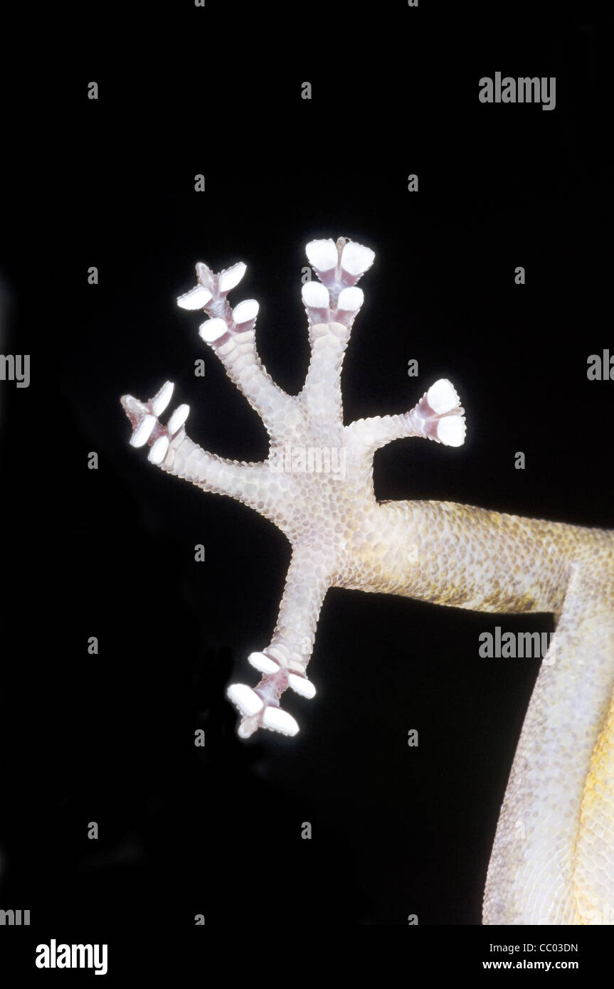 Ventral side of the foot of the GOLDEN GEKKON, Gekko ulikovskii ...
