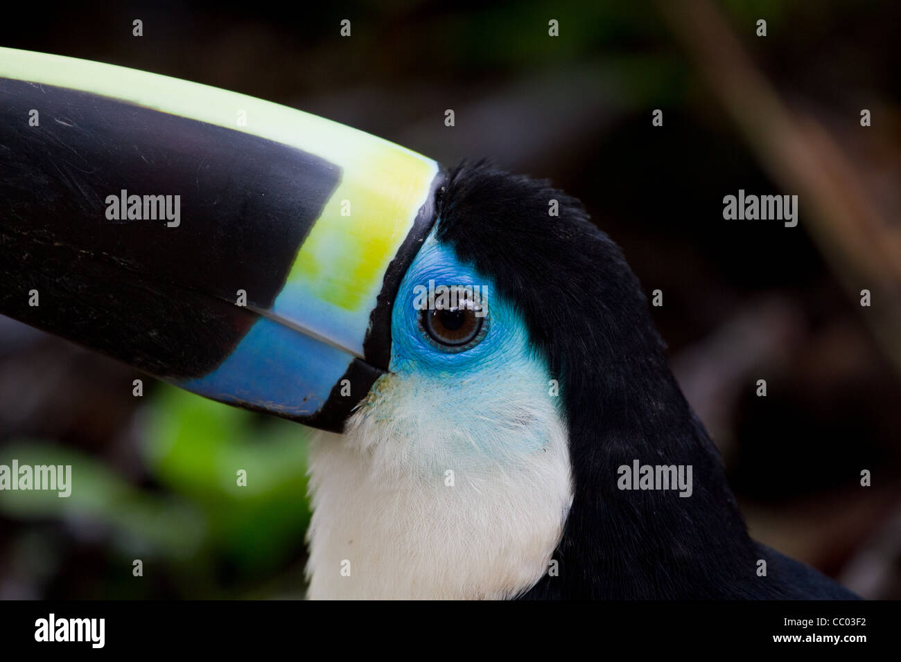 Close up of a wild white chested toucan in the Amazon Jungle. Peru ...