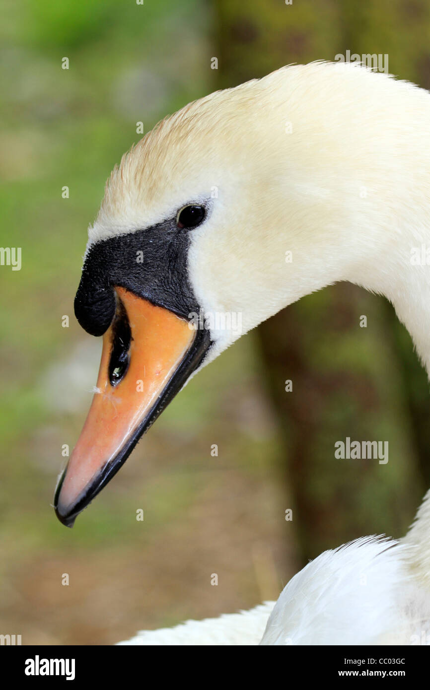 Side view of swan hi-res stock photography and images - Alamy