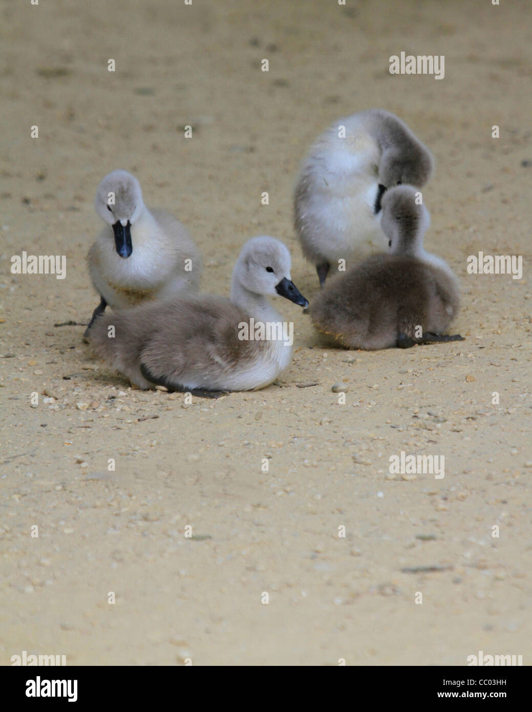 Four fluffy mute swan cygnets on sand Stock Photo - Alamy