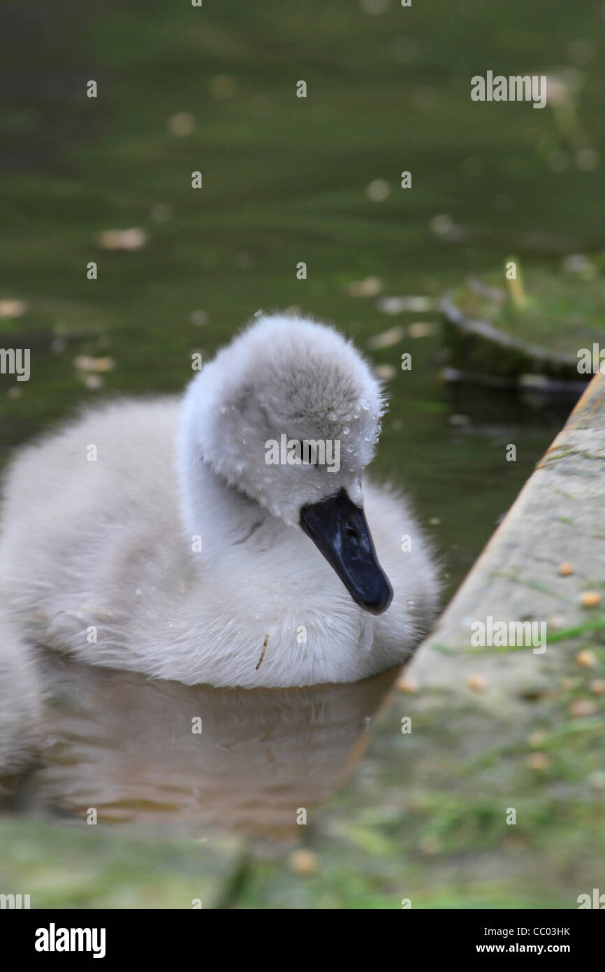 Cygnet black bill hi-res stock photography and images - Alamy