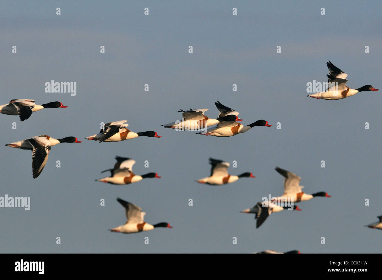 Flying shelducks hi-res stock photography and images - Alamy