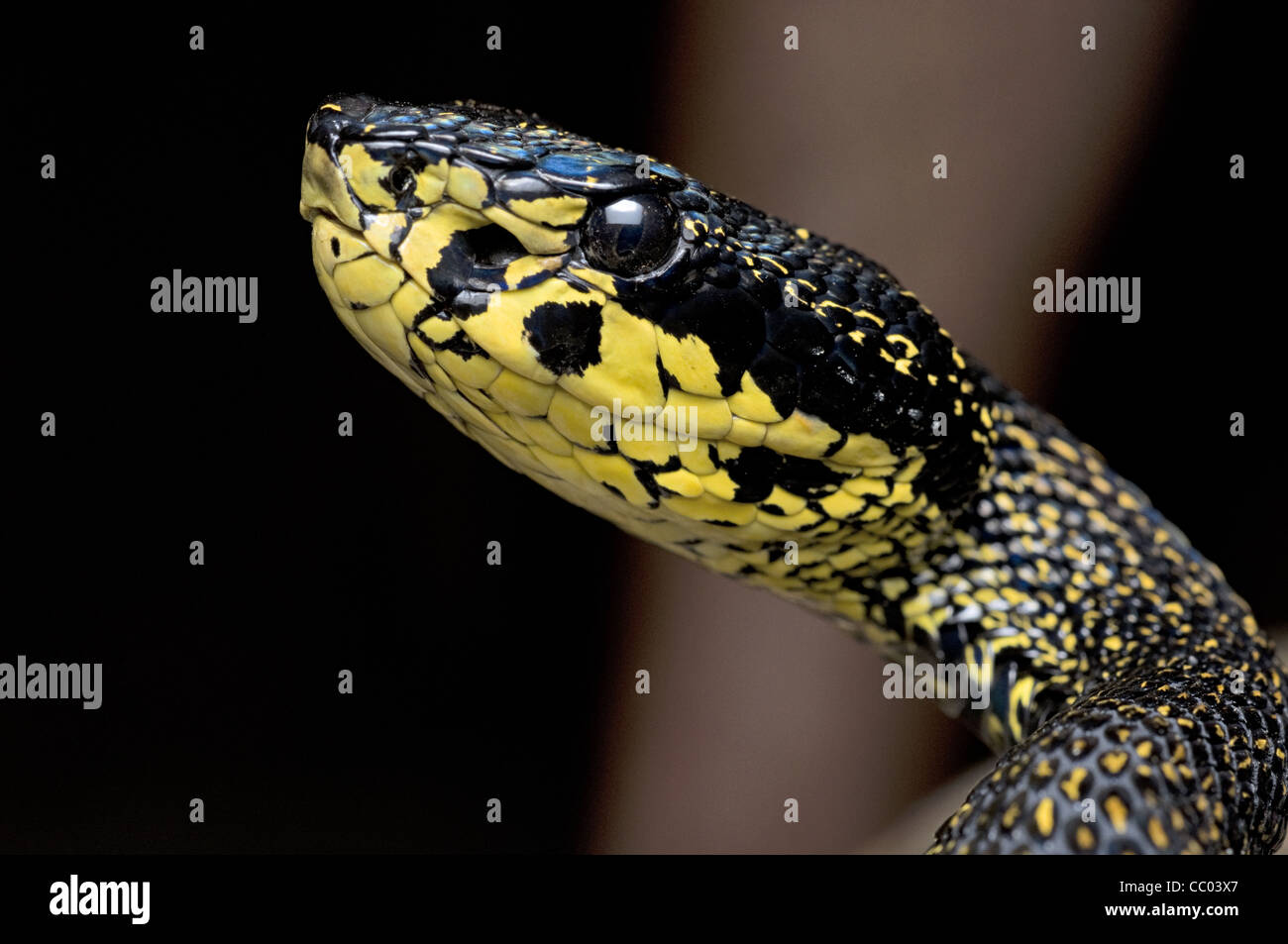 Red spotted pit viper trimeresurus hi-res stock photography and images ...