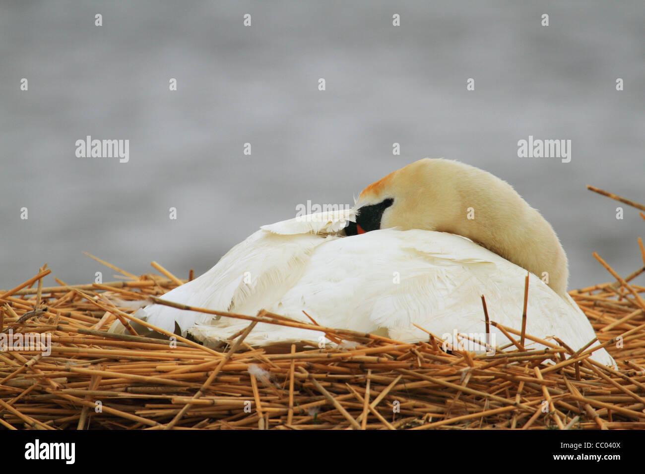 Adult mute swan laying on nest Stock Photo - Alamy