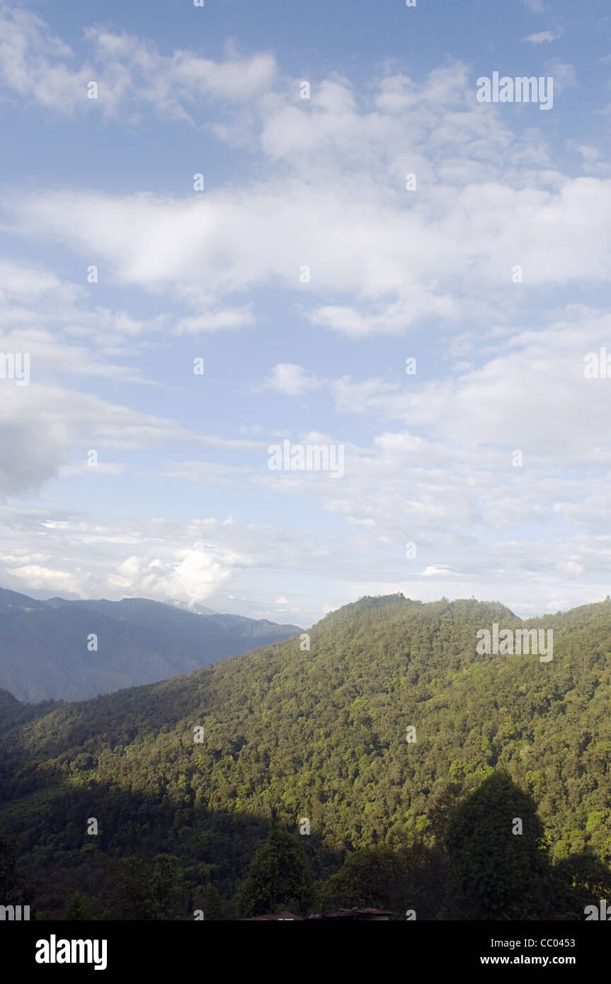 Montane forest hi-res stock photography and images - Alamy