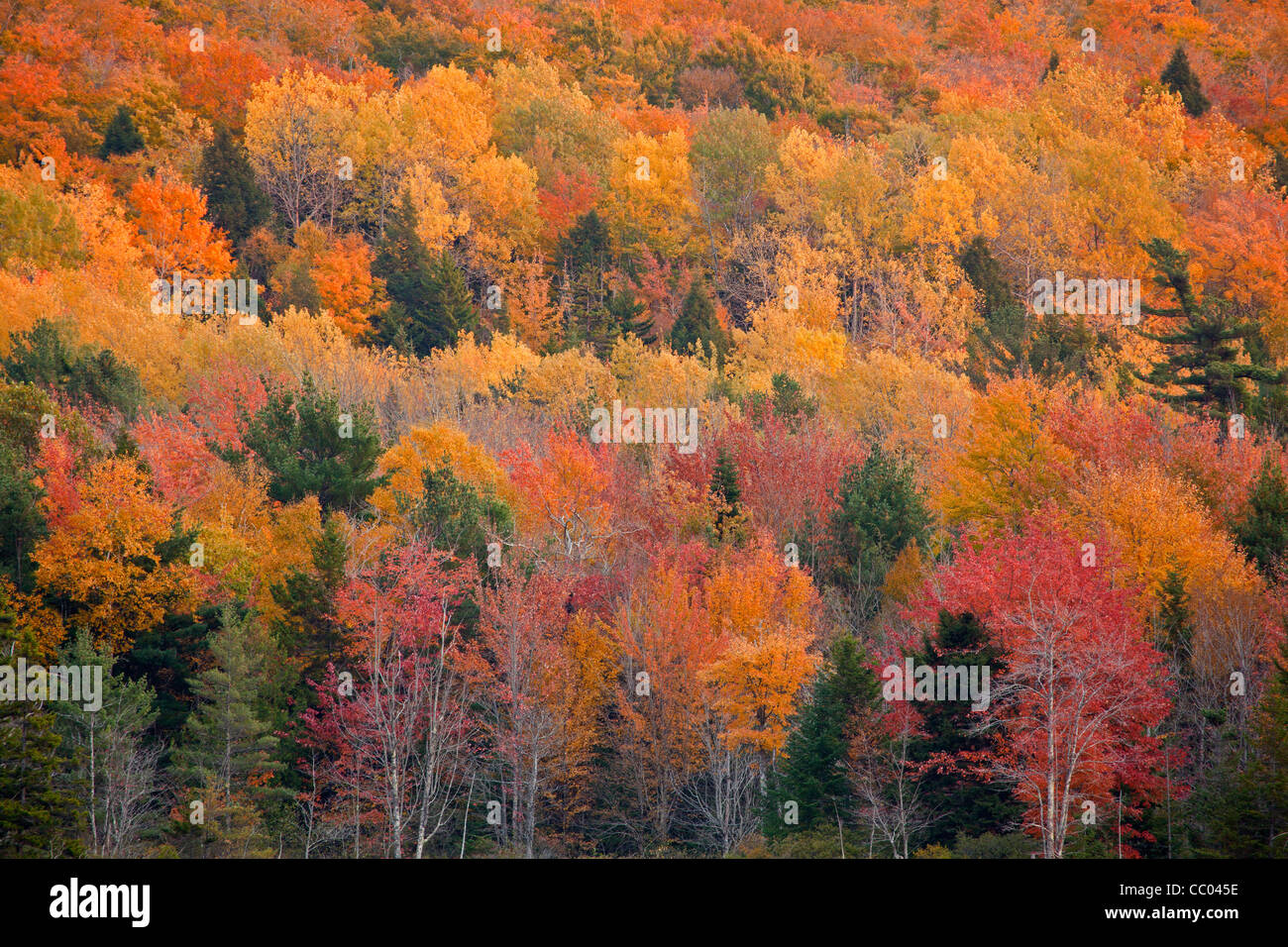 Hillside of maple, birch, and pine trees during autumn on Mount Desert ...