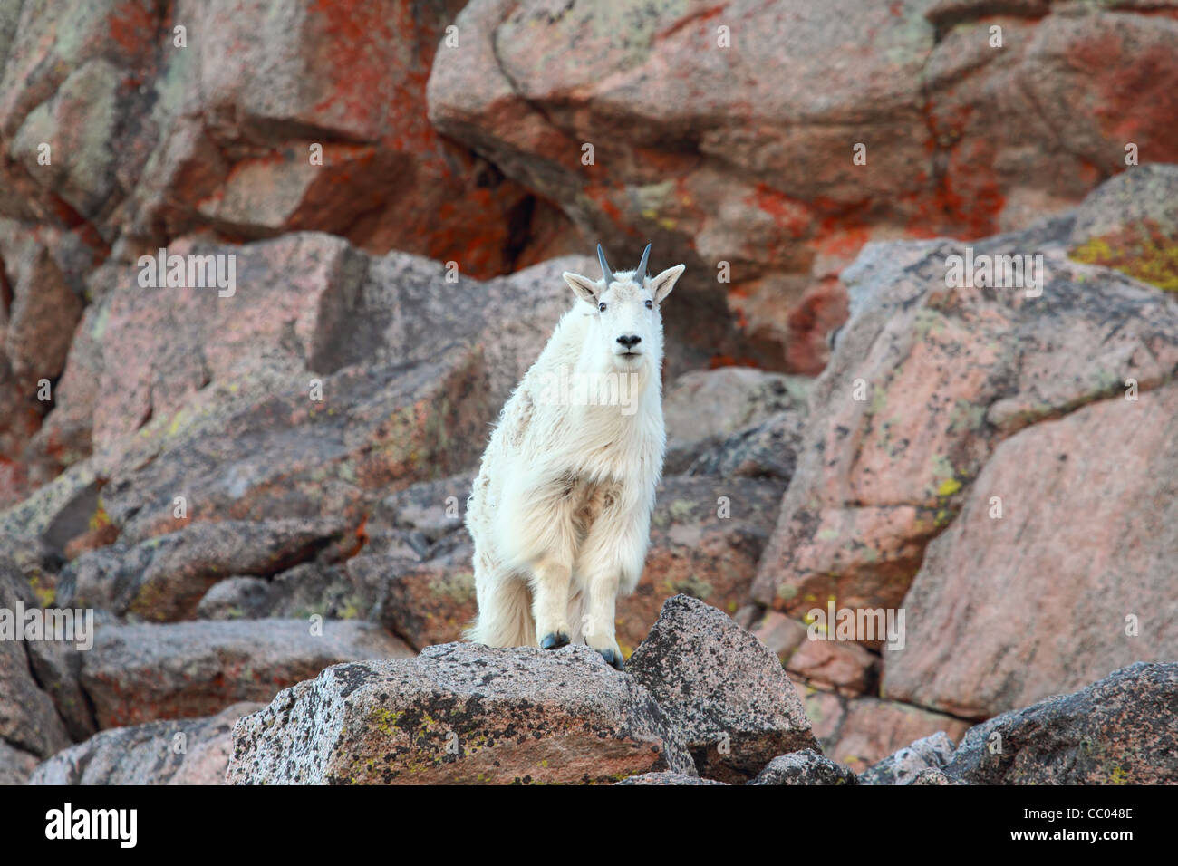 A mountain goat on Mt. Evans in the Colorado Rocky Mountains Stock ...