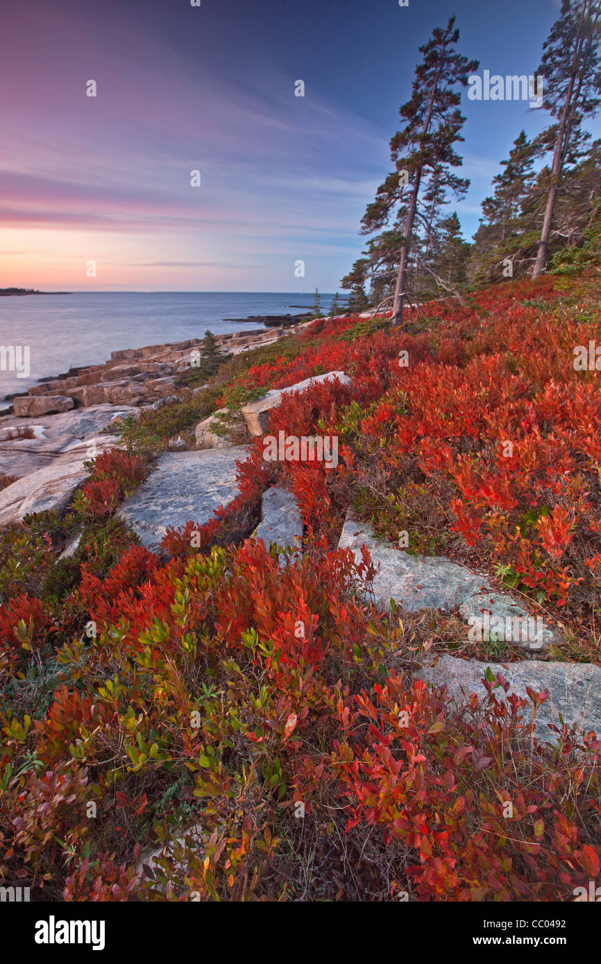 Blueberry plant autumn hi-res stock photography and images - Alamy