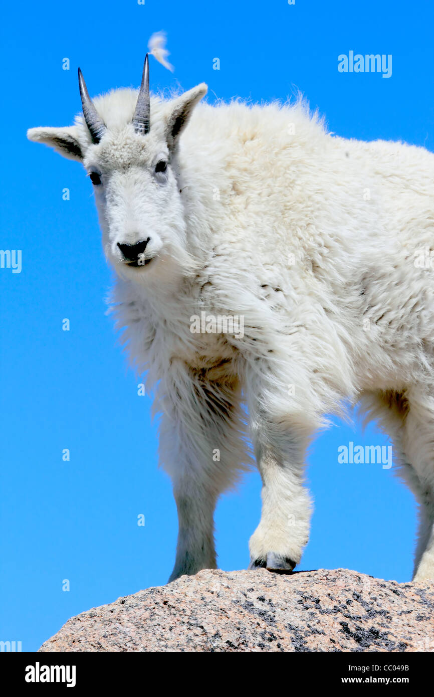 A mountain goat on Mt. Evans in the Colorado Rocky Mountains Stock ...