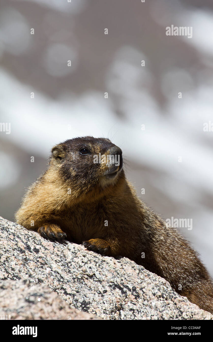 A yellow-bellied marmot Stock Photo - Alamy