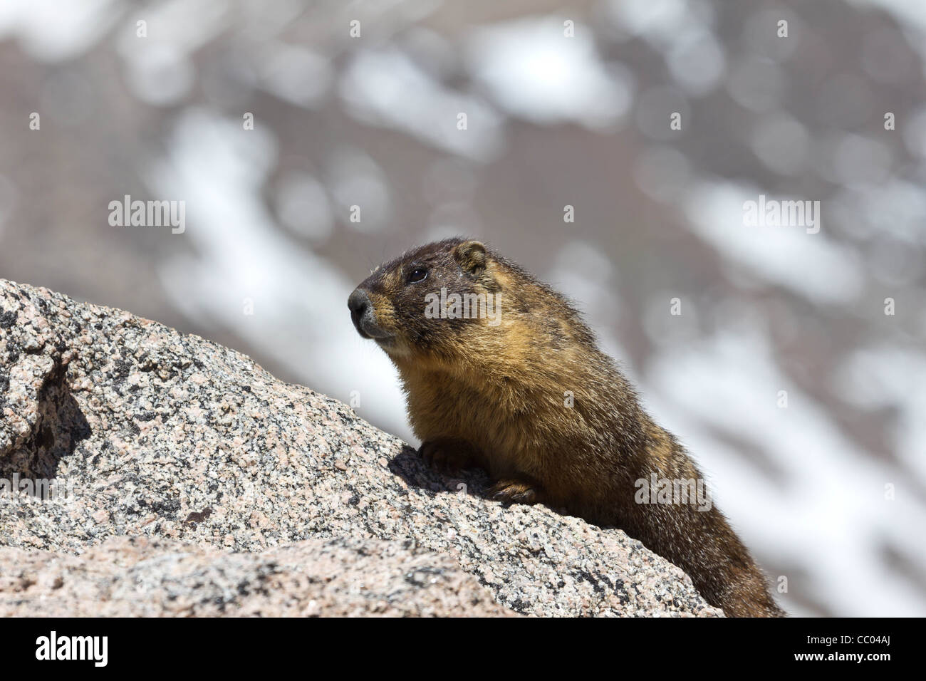 Yellow Bellied Marmot Colorado Stock Photos & Yellow Bellied Marmot ...