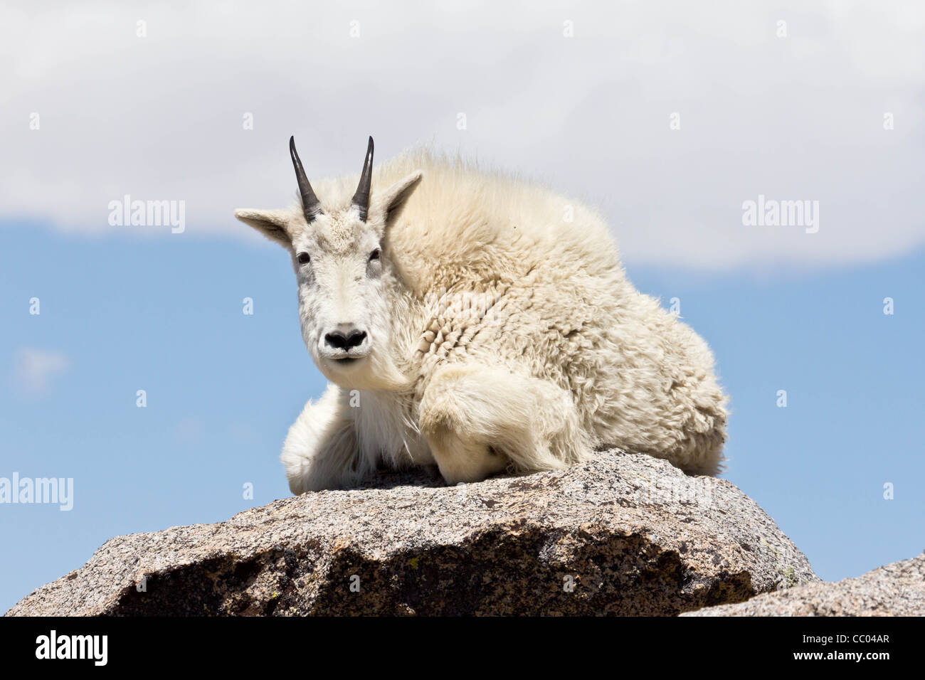 A mountain goat on Mt. Evans in the Colorado Rocky Mountains Stock ...