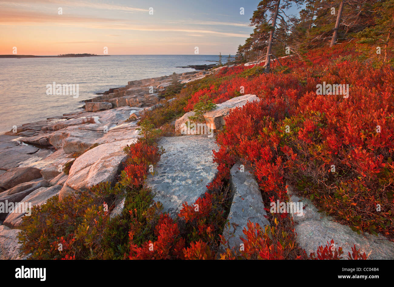 Low sweet blueberry plant shows off autumn color on the Schoodic ...