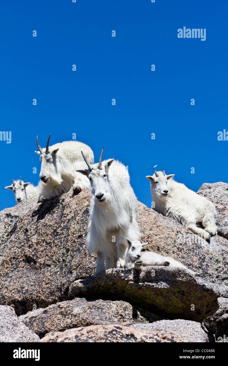 A mountain goat on Mt. Evans in the Colorado Rocky Mountains Stock ...