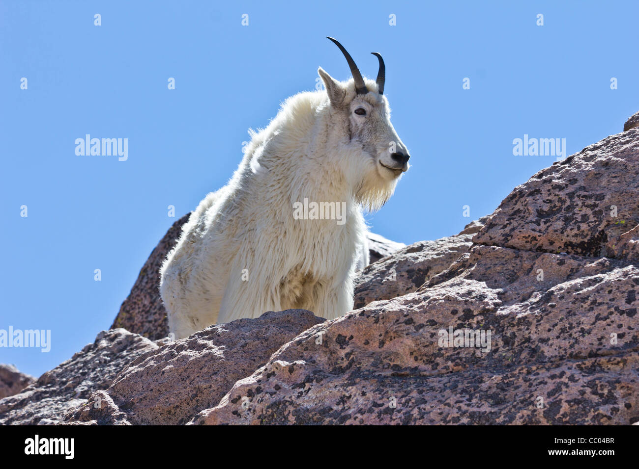 A mountain goat on Mt. Evans in the Colorado Rocky Mountains Stock ...