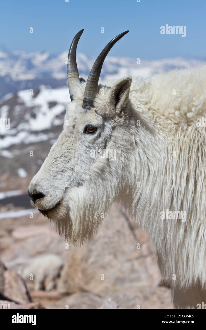 A mountain goat on Mt. Evans in the Colorado Rocky Mountains Stock ...