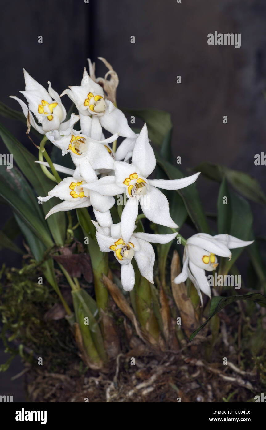 High elevation flora hi-res stock photography and images - Alamy