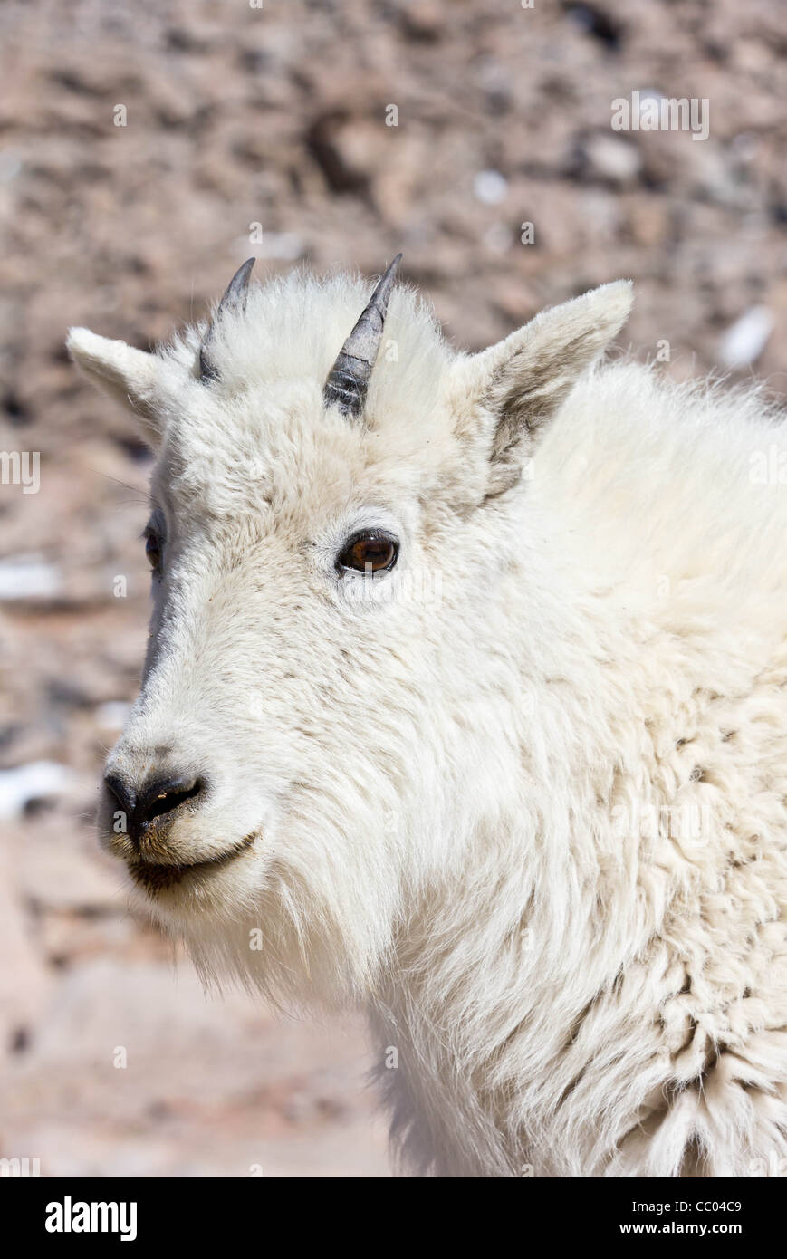 A mountain goat on Mt. Evans in the Colorado Rocky Mountains Stock ...