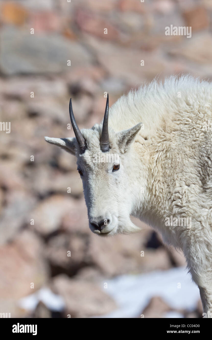 A mountain goat on Mt. Evans in the Colorado Rocky Mountains Stock ...