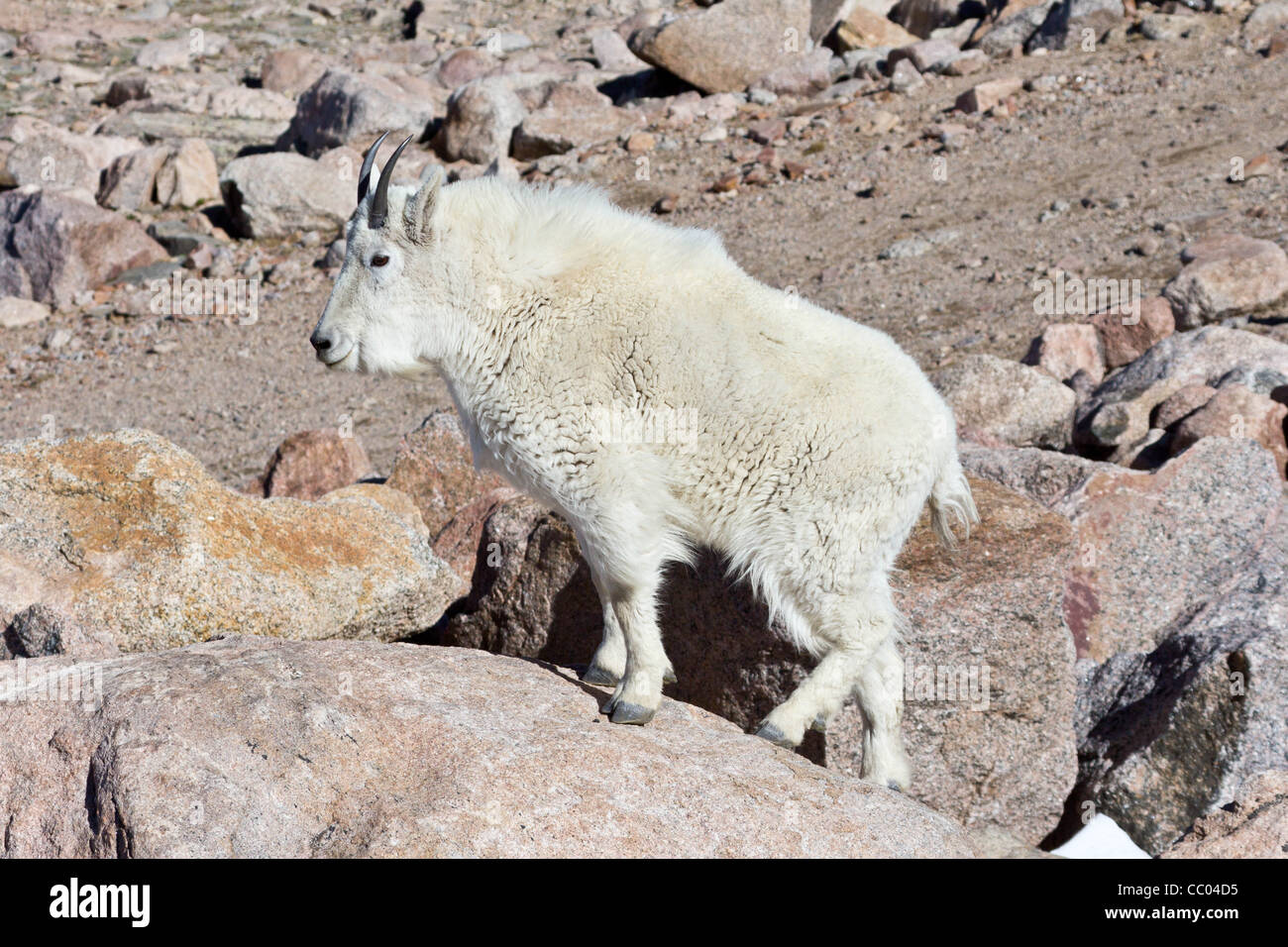 A mountain goat on Mt. Evans in the Colorado Rocky Mountains Stock ...