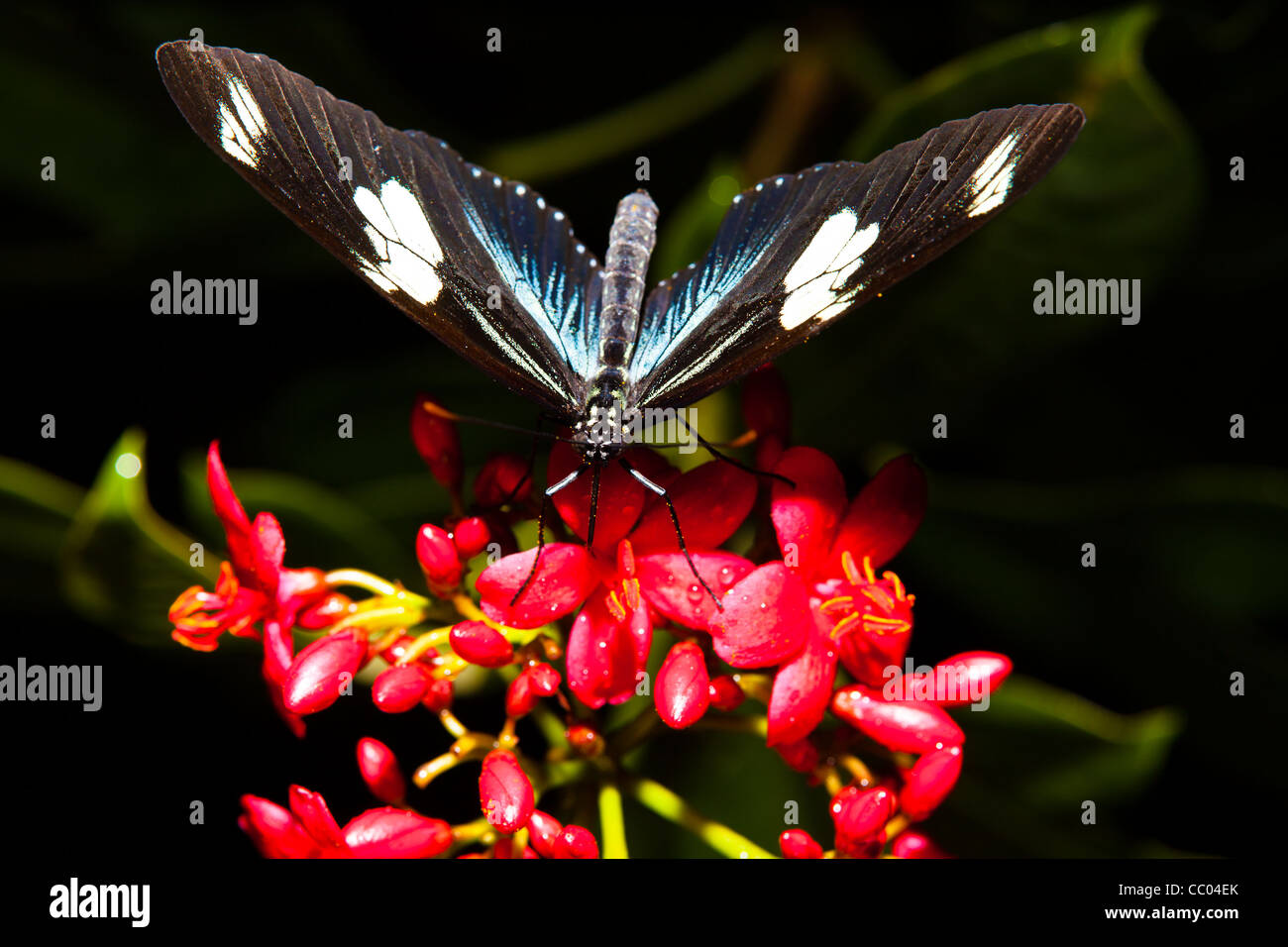 An African Blue Banded Swallowtail or Papilio nireus Stock Photo - Alamy
