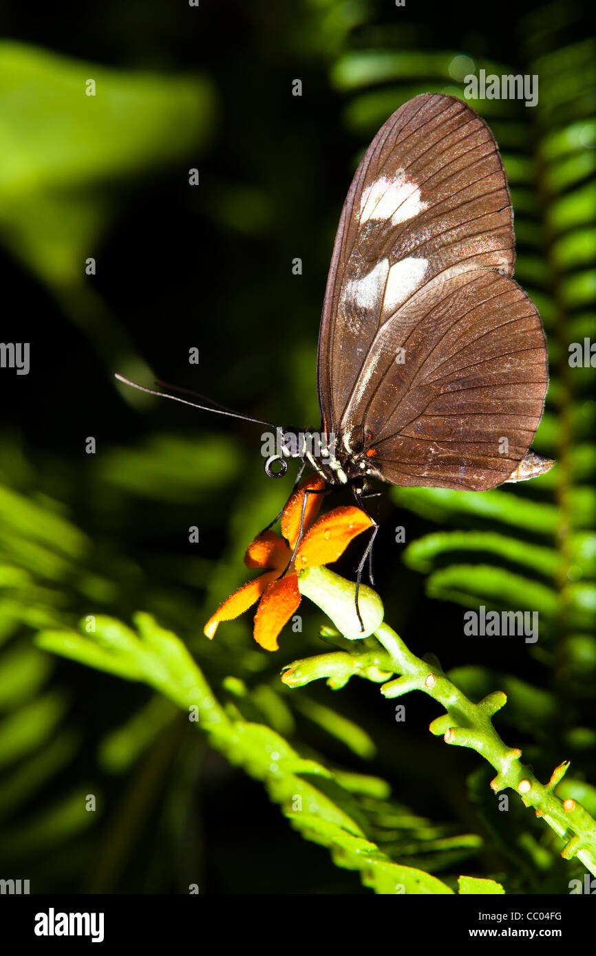 Adult Postman Butterfly Stock Photo - Alamy