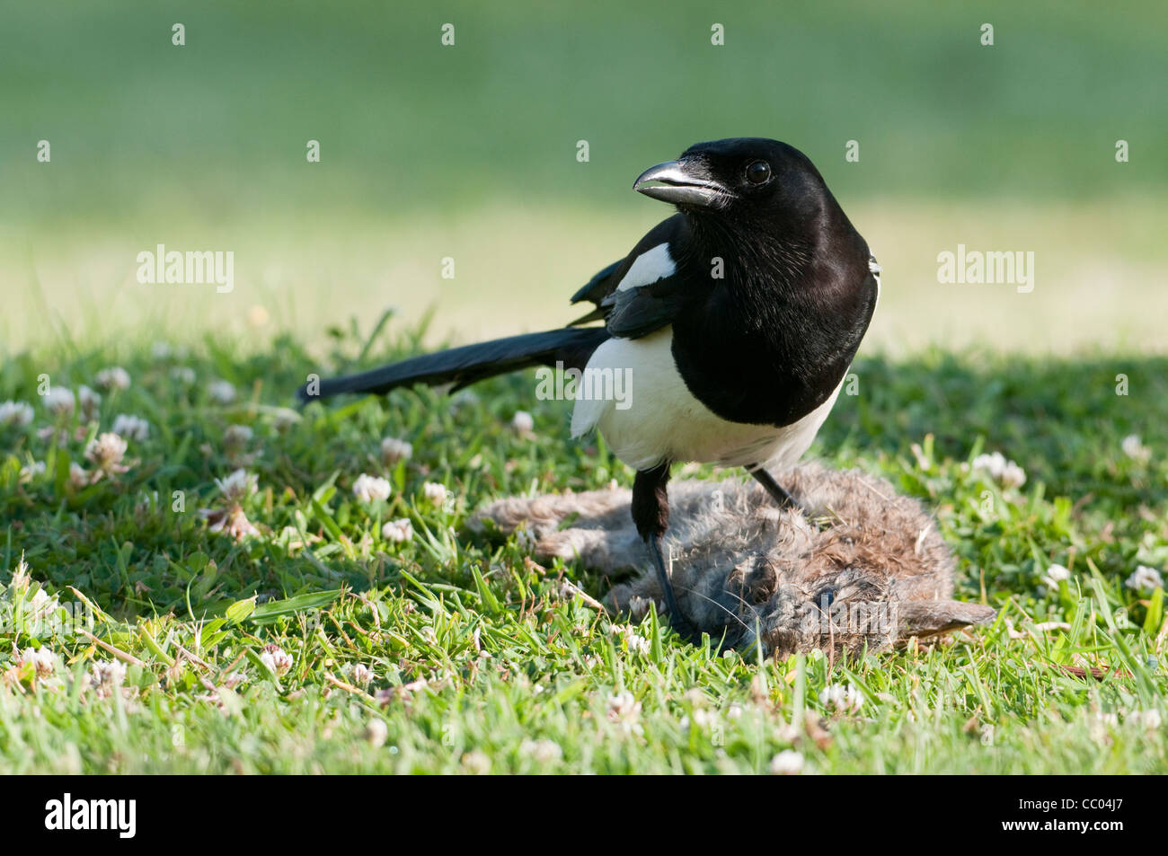 European magpie (Pica pica) with a rabbit carcass Stock Photo - Alamy