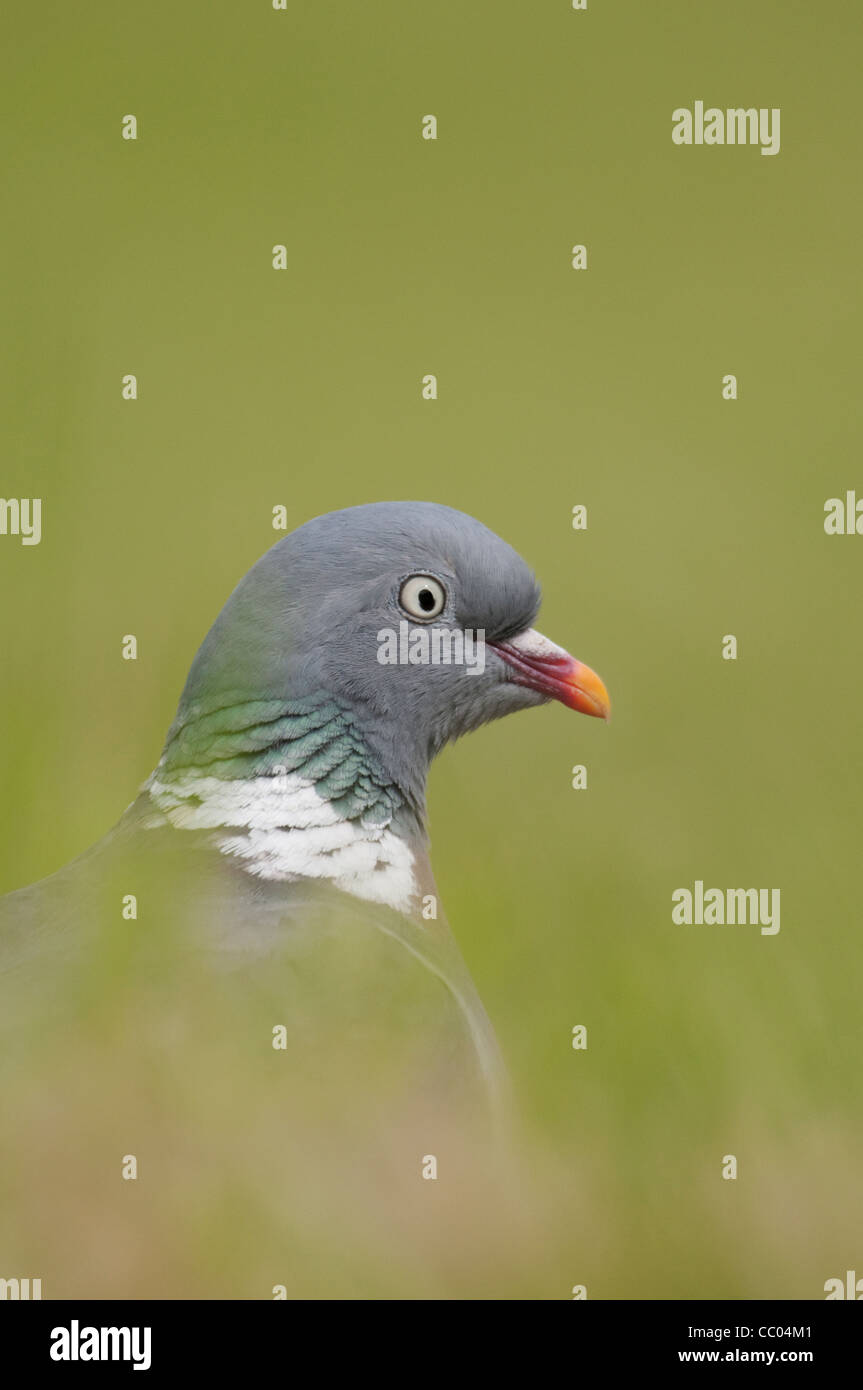 Wood pigeon (Columba palumbus) close up Stock Photo - Alamy