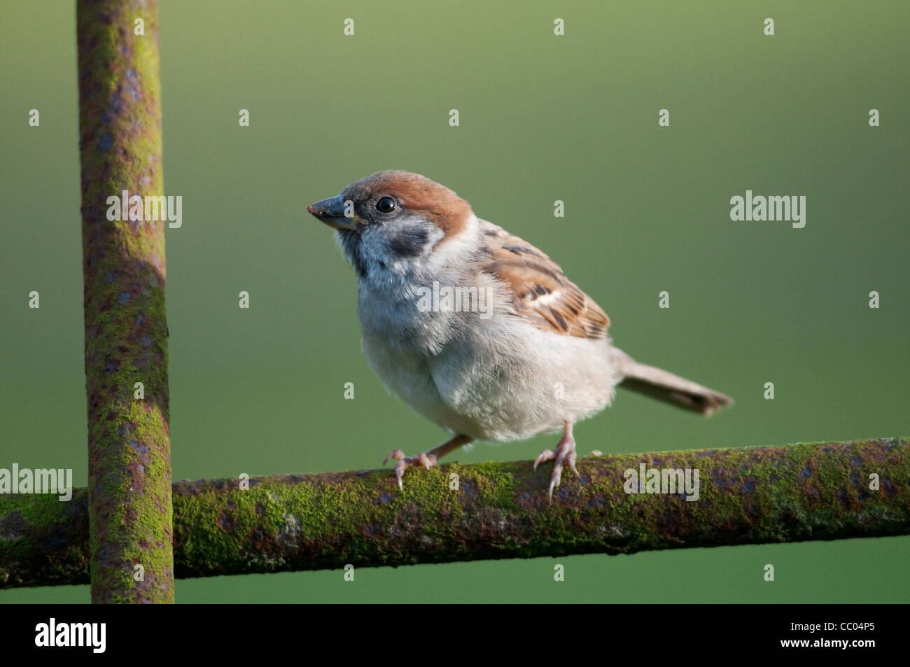 Eurasian tree sparrow close up hi-res stock photography and images - Alamy