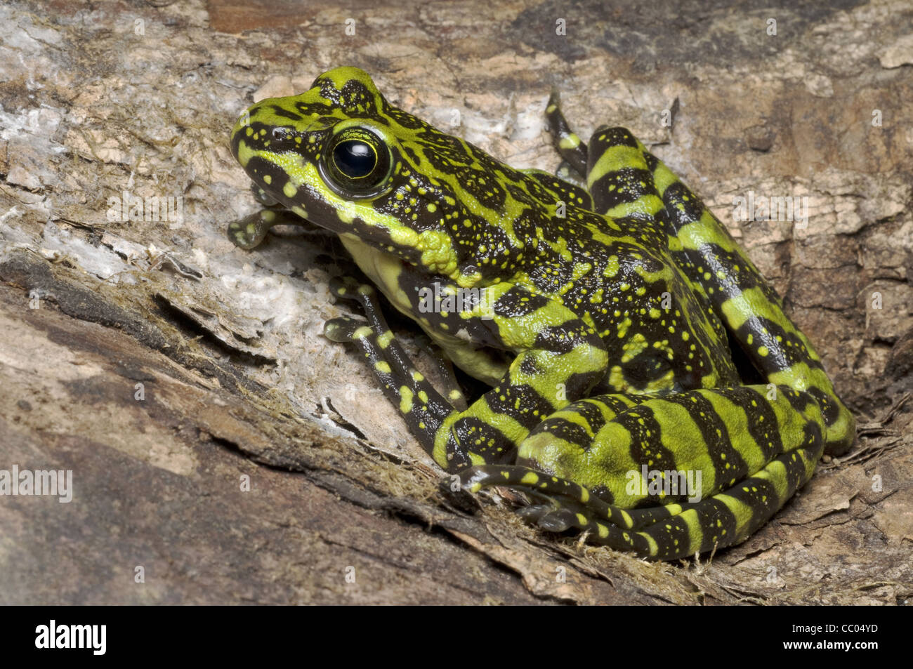 Amolops formosus hi-res stock photography and images - Alamy