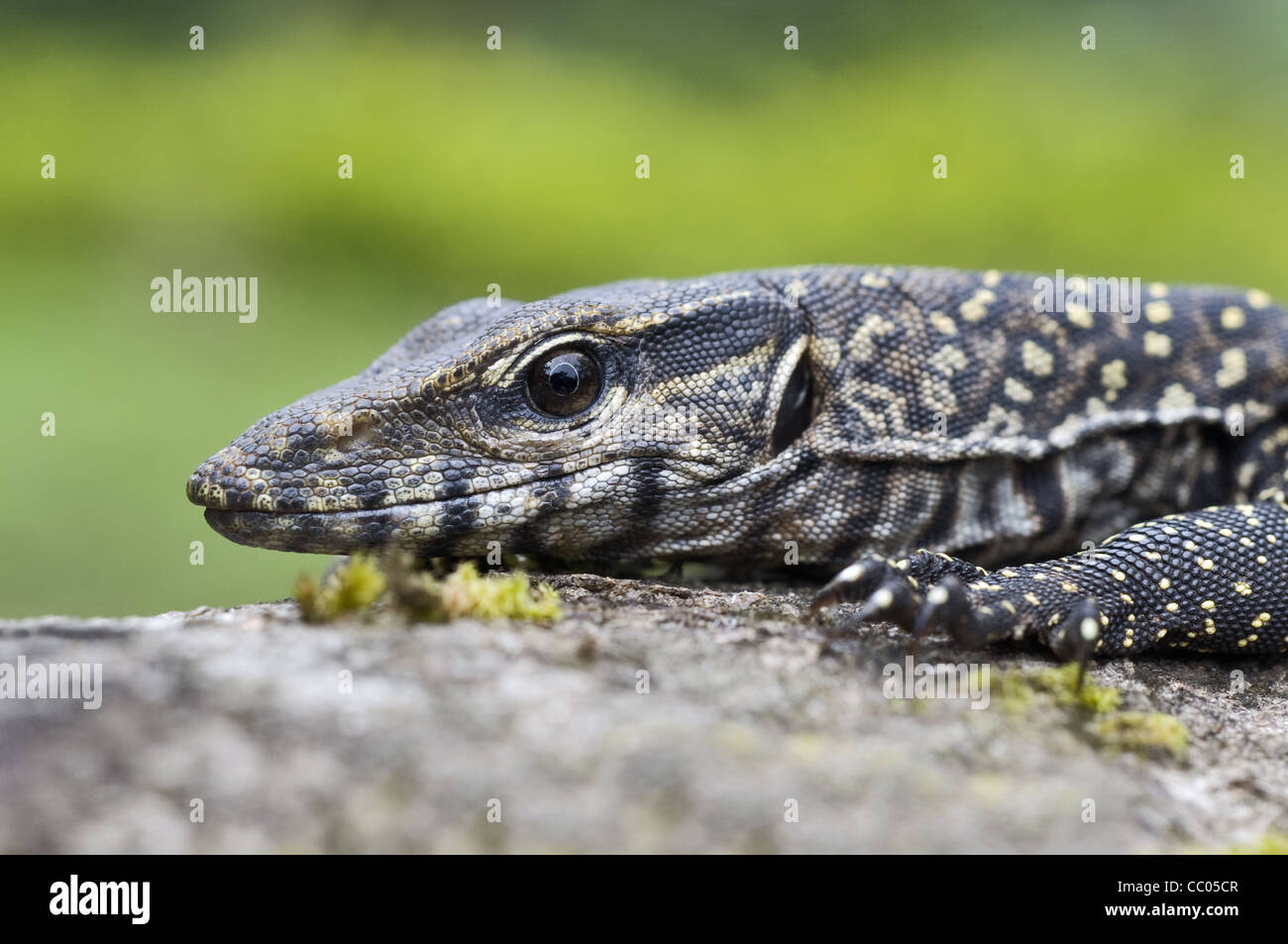 Tiger lizard hi-res stock photography and images - Alamy