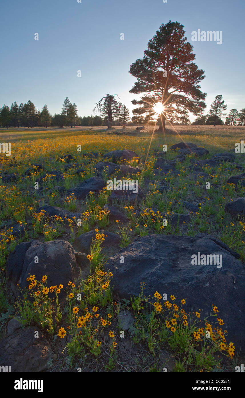 Calliopsis (Coreopsis tinctoria) blooms among volcanic rock in the ...