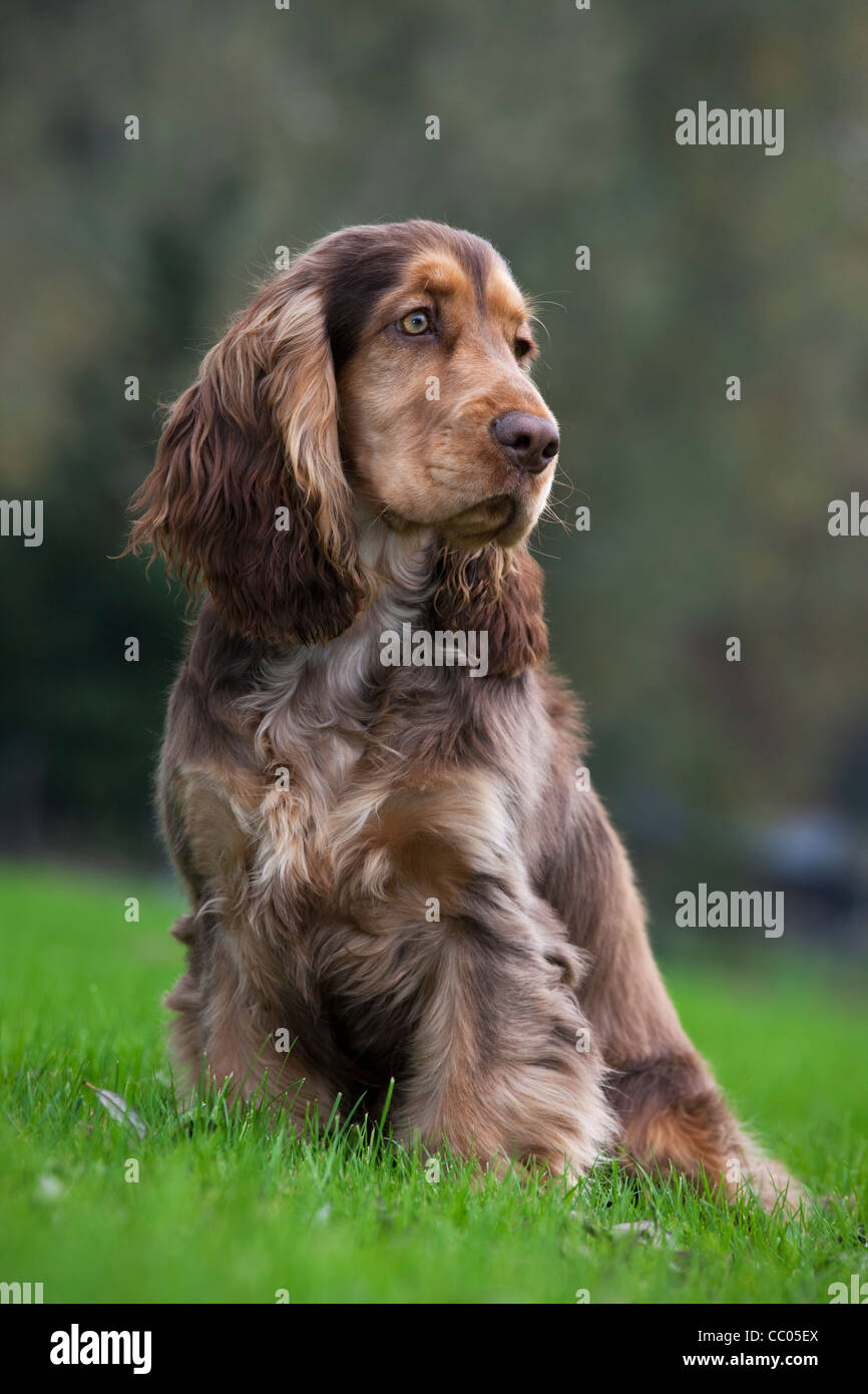 English Cocker Spaniel dog sitting in garden Stock Photo - Alamy